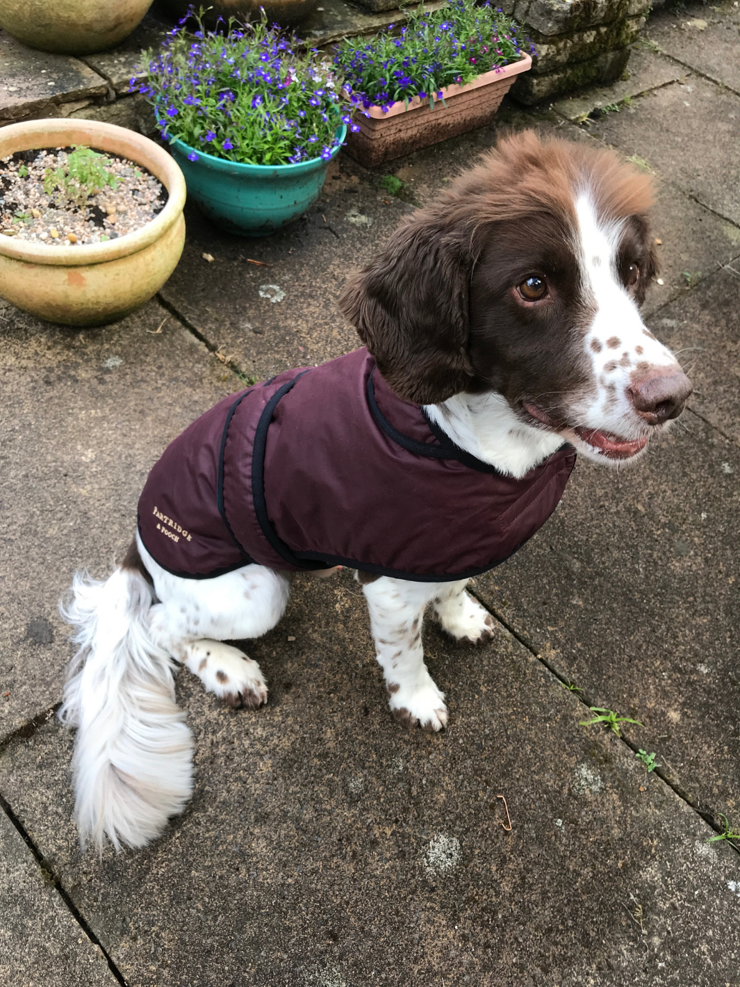 Burgundy Wax Dog Coat Made in England – John Partridge & Co