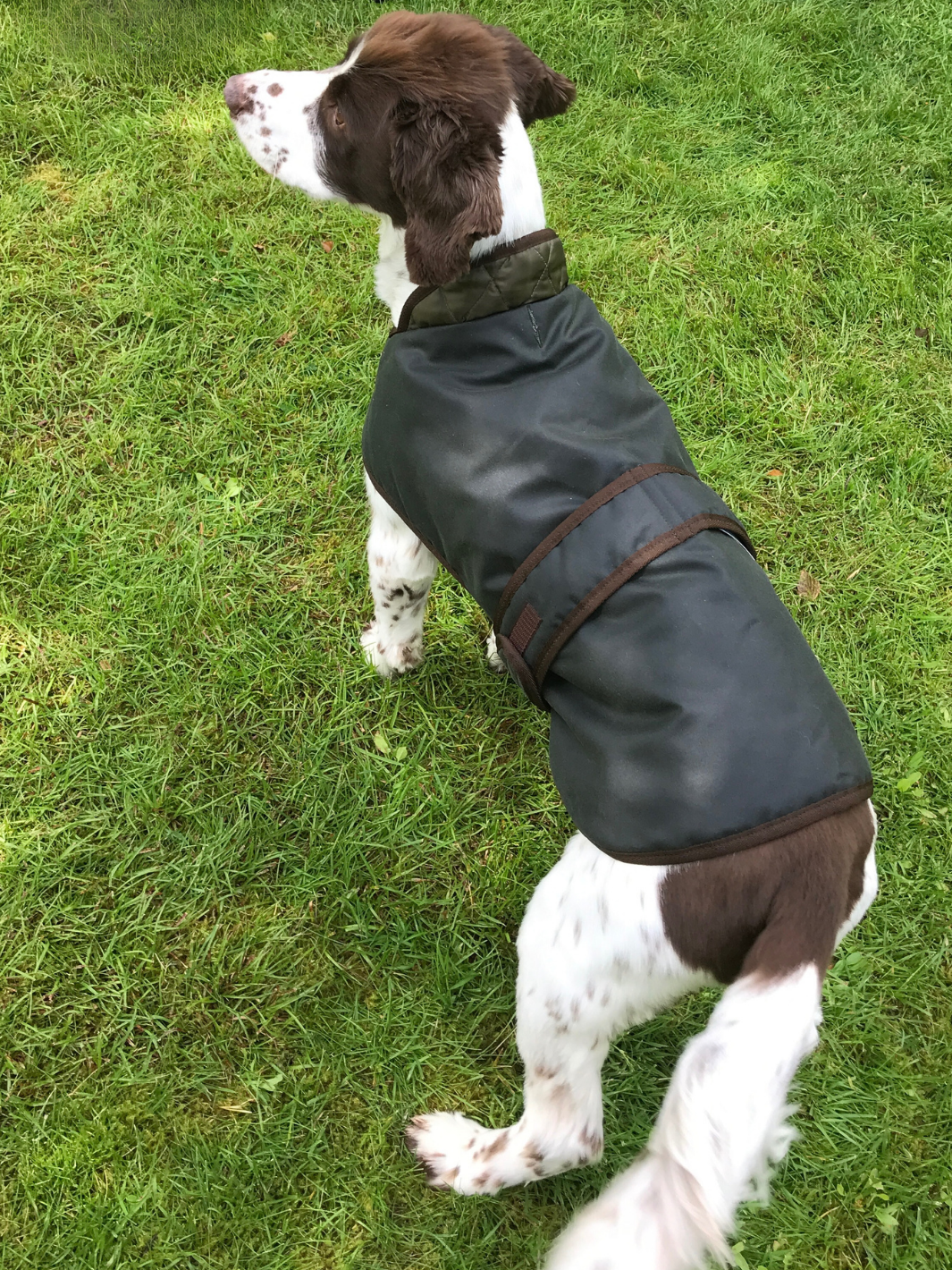 Sage Wax Dog Coat Made in England – John Partridge & Co